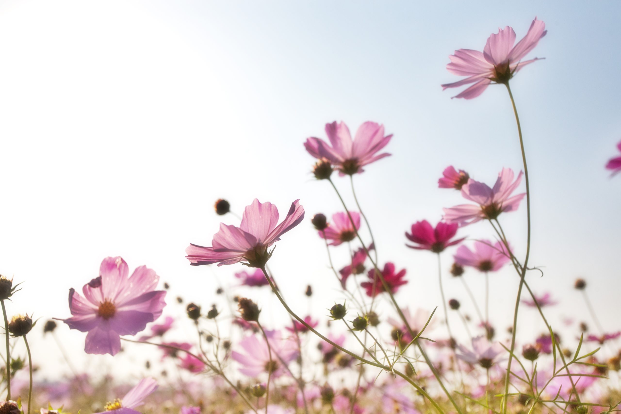 Spring Guided Imagery: Respite Between Extremes | Lighten the Dark