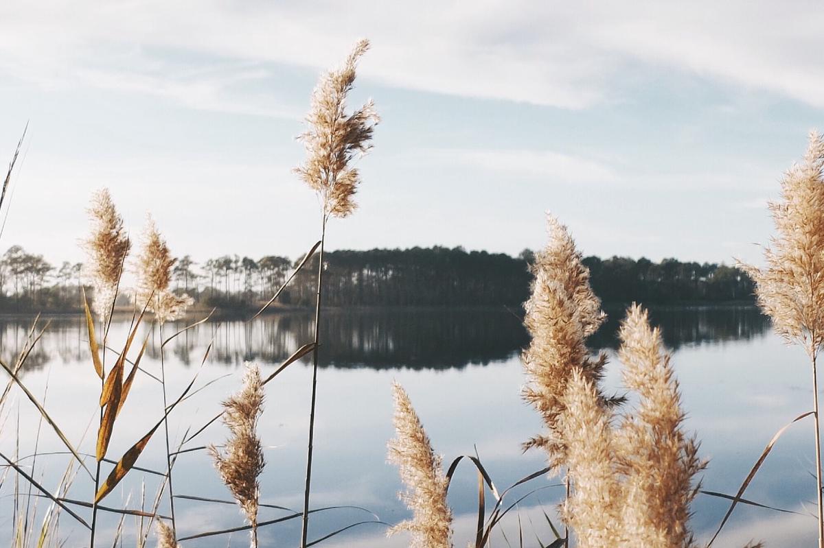 Spring Guided Imagery: Respite Between Extremes | Lighten the Dark